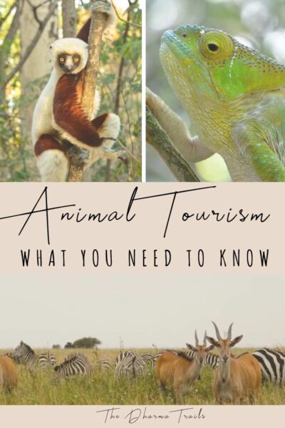 Animal Tourism: What You Need To Know | 2026