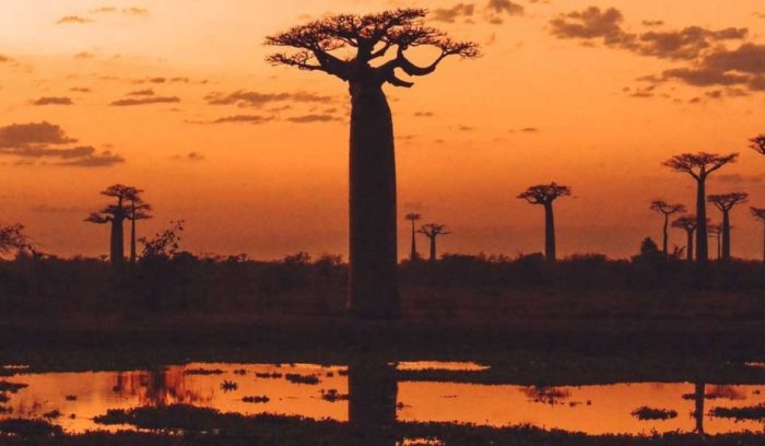 Sunrise Or Sunset At The Baobab Alley? | 2026